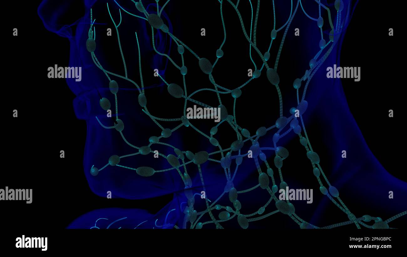 Human lymph nodes anatomy for medical concept 3D illustration Stock ...