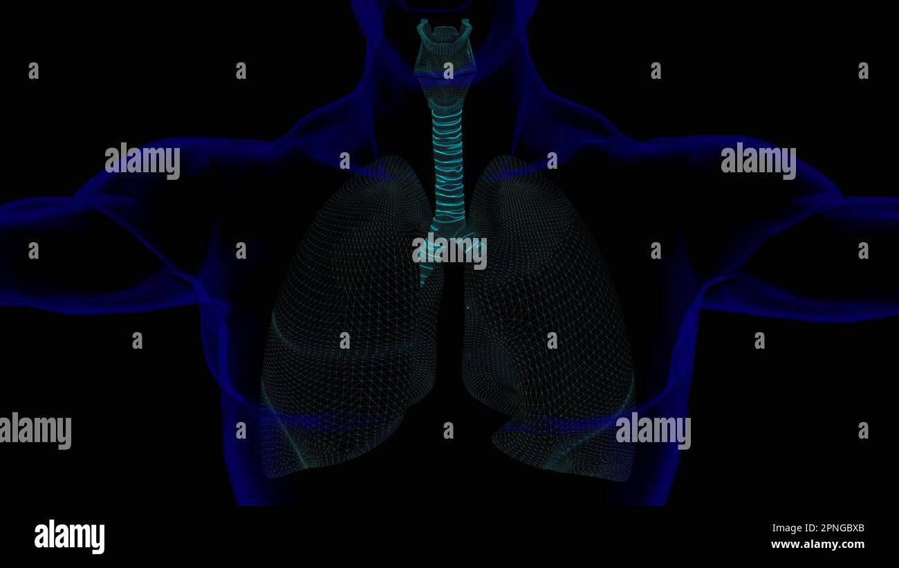 human lungs with trachea anatomy for medical concept 3D illustration ...