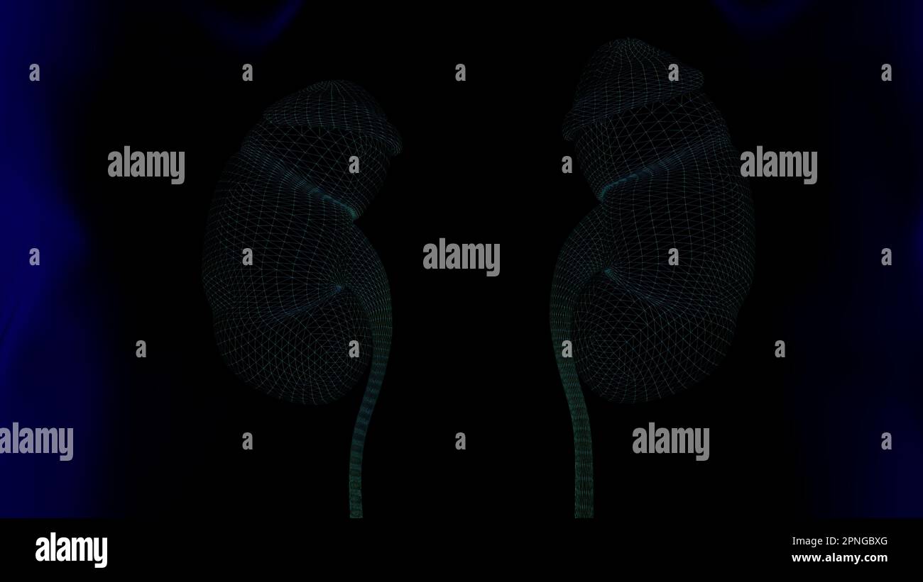 Human Kidneys Anatomy For Medical Concept 3D Illustration with wire ...