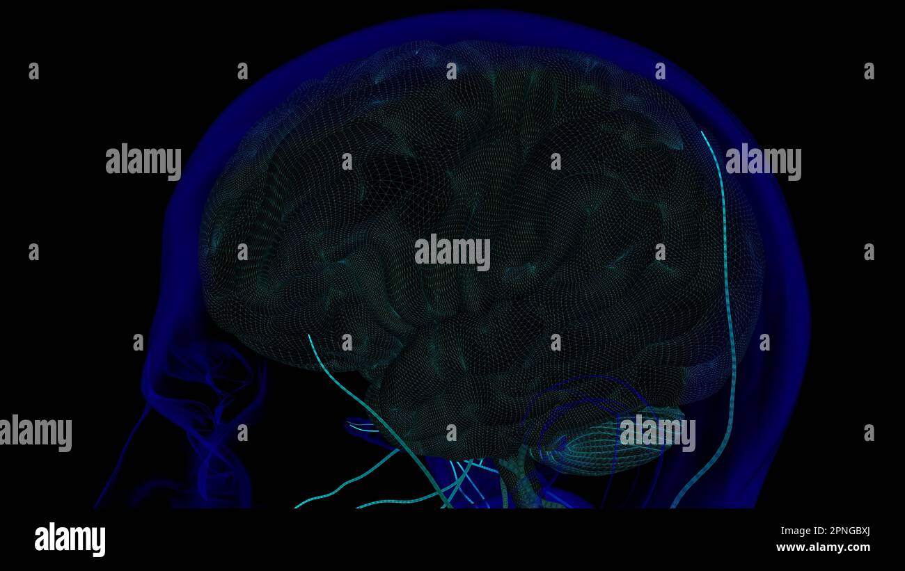 Human brain anatomy for medical concept 3D illustration with wire frame ...