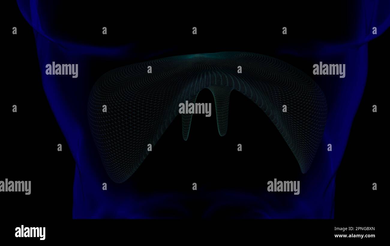 Diaphragm Human Respiratory System Anatomy For Medical Concept 3D ...
