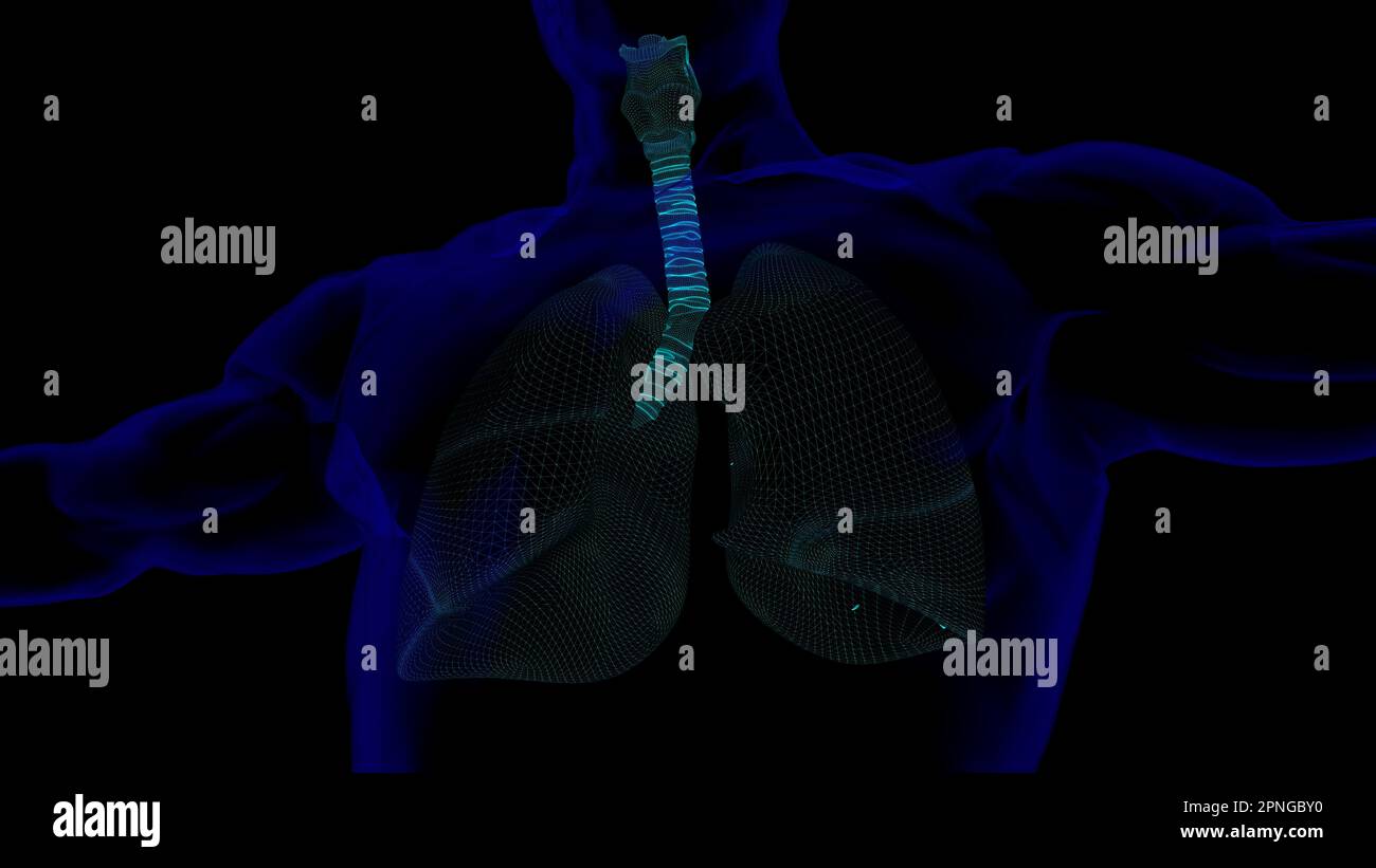 human lungs with trachea anatomy for medical concept 3D illustration ...