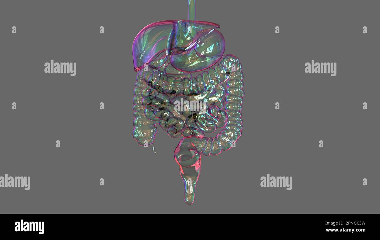 Human digestive system anatomy for medical concept 3D illustration ...