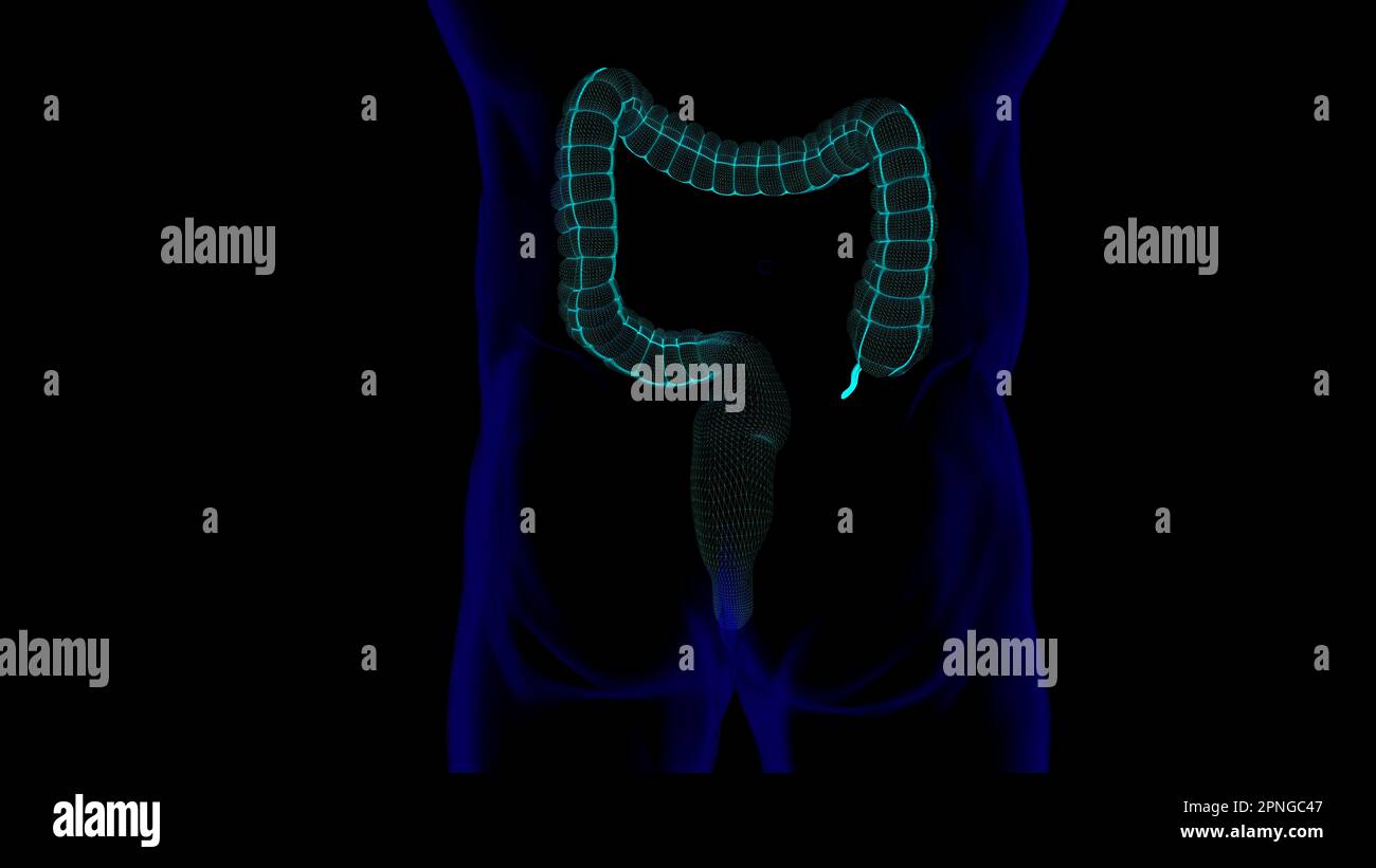 3D Illustration Human Digestive System Anatomy (Large Intestine) For ...