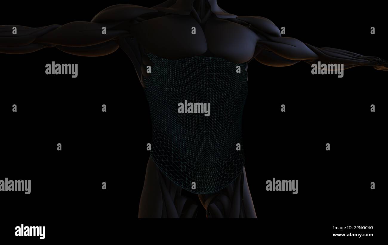 3D Illustration, Muscle is a soft tissue, Muscle cells contain proteins ...