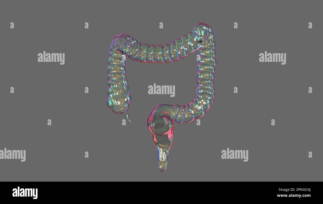 3D Illustration Human Digestive System Anatomy (Large Intestine) For ...