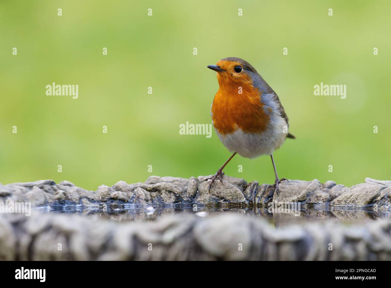 Robin bird bath hi-res stock photography and images - Alamy