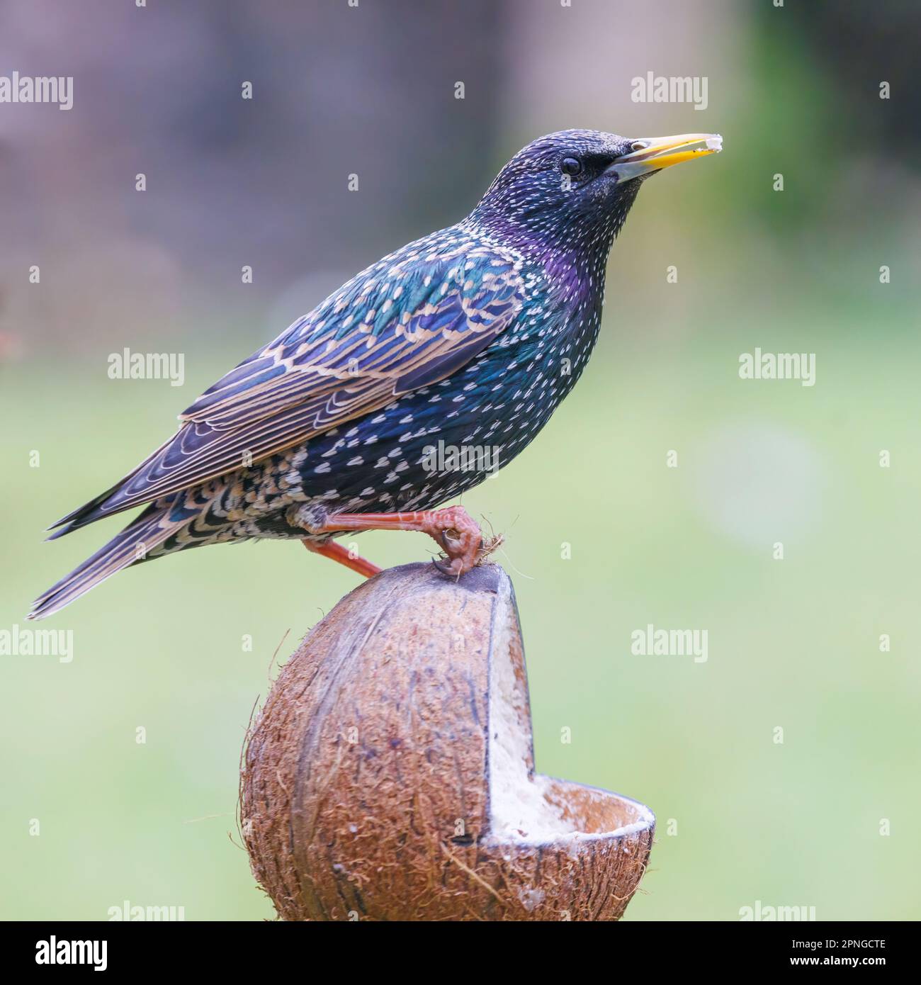 Starling [ Sturnus vulgaris ] feeding on fat and seed filled coconut ...