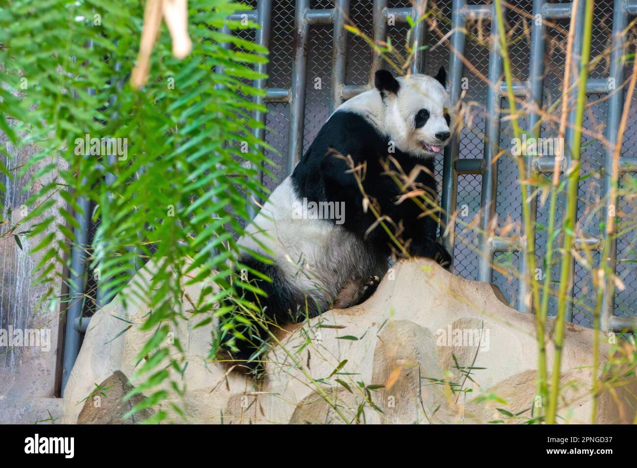 Thailand. 16th Jan, 2023. Chinese panda Lin Hui sits in an air ...