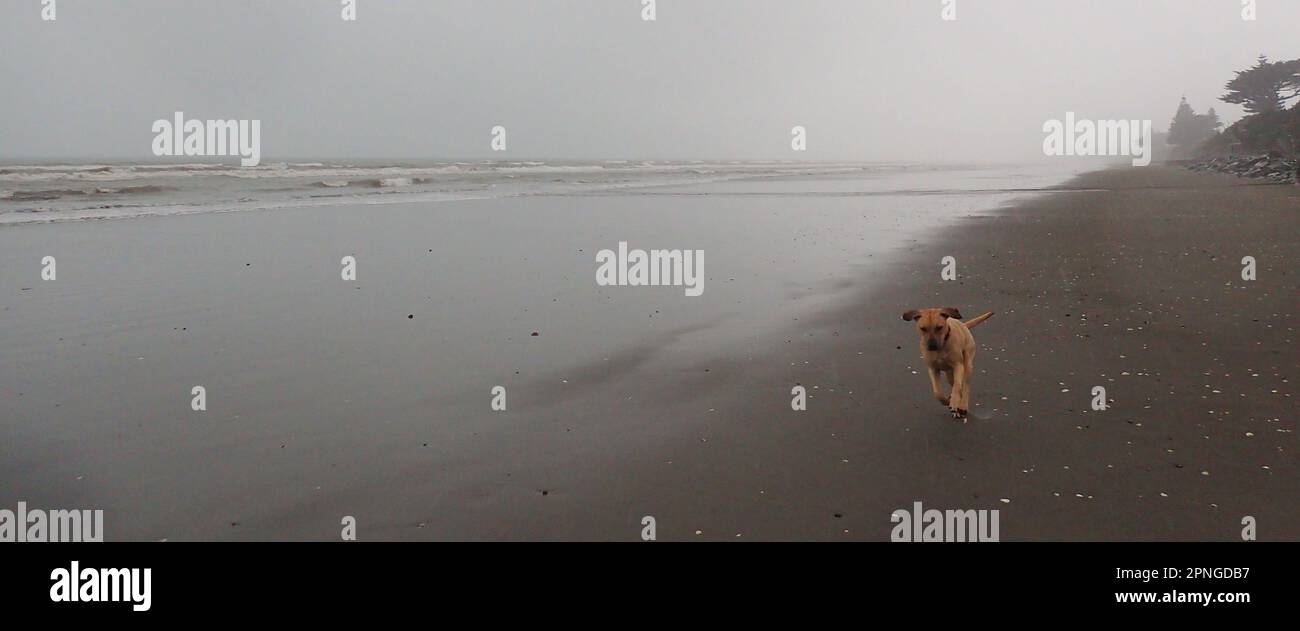 Staffy cross puppy running on the beach on a grey rainy day Stock Photo ...