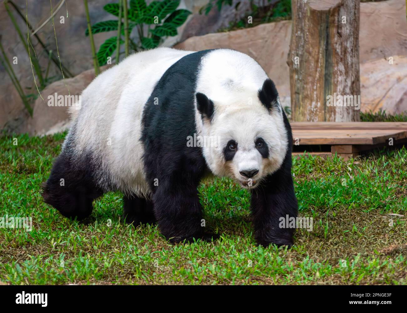 Chiang Mai, Thailand. 16th Jan, 2023. Chinese panda Lin Hui walks in an ...