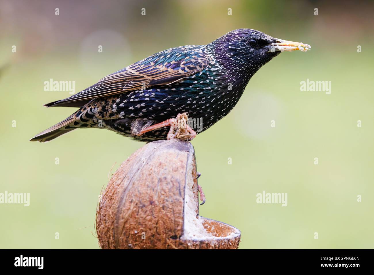 Starling [ Sturnus vulgaris ] feeding on fat and seed filled coconut ...