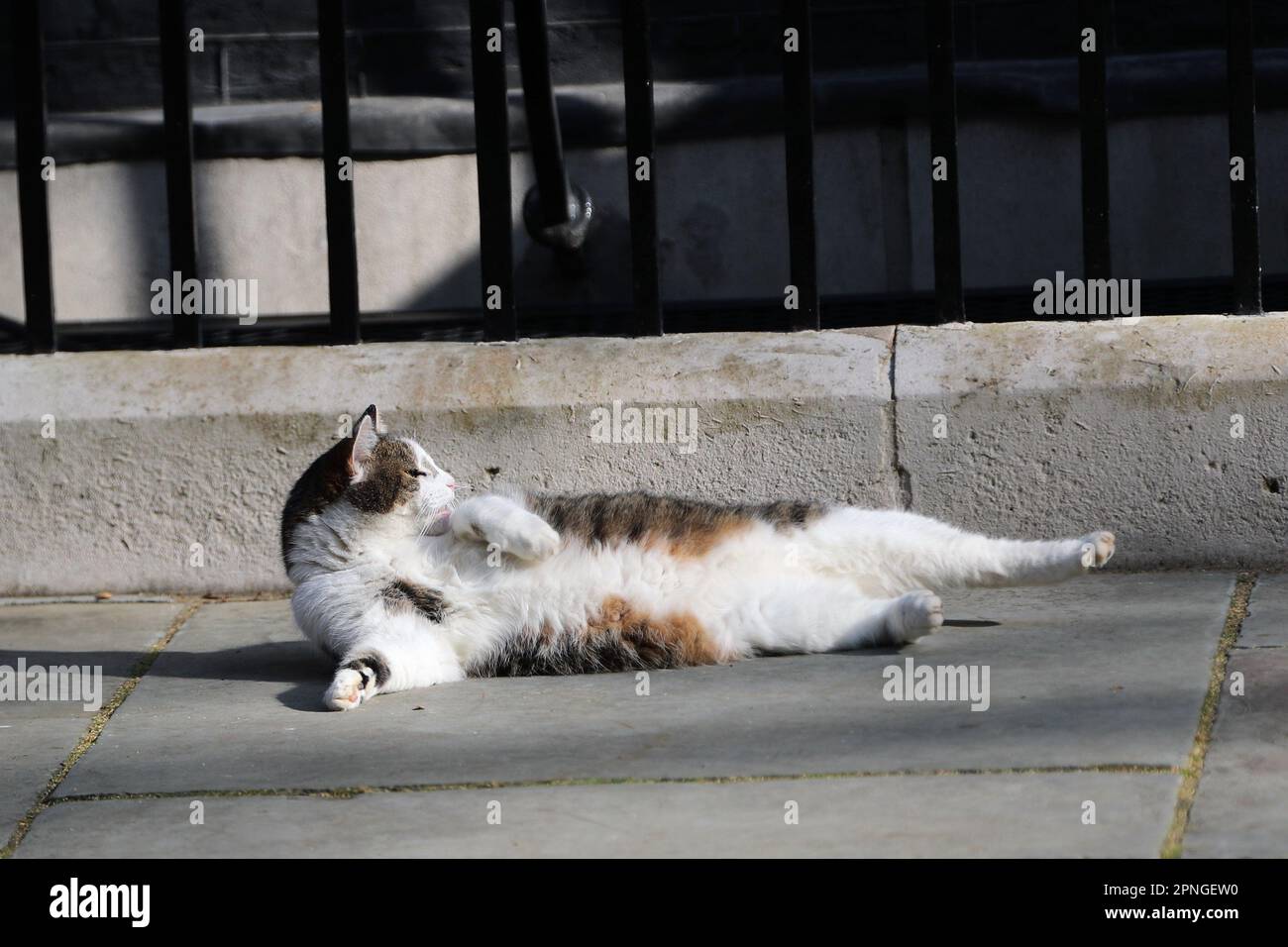 London, UK. 18th April, 2022. Official Chief Mouser to the Cabinet ...