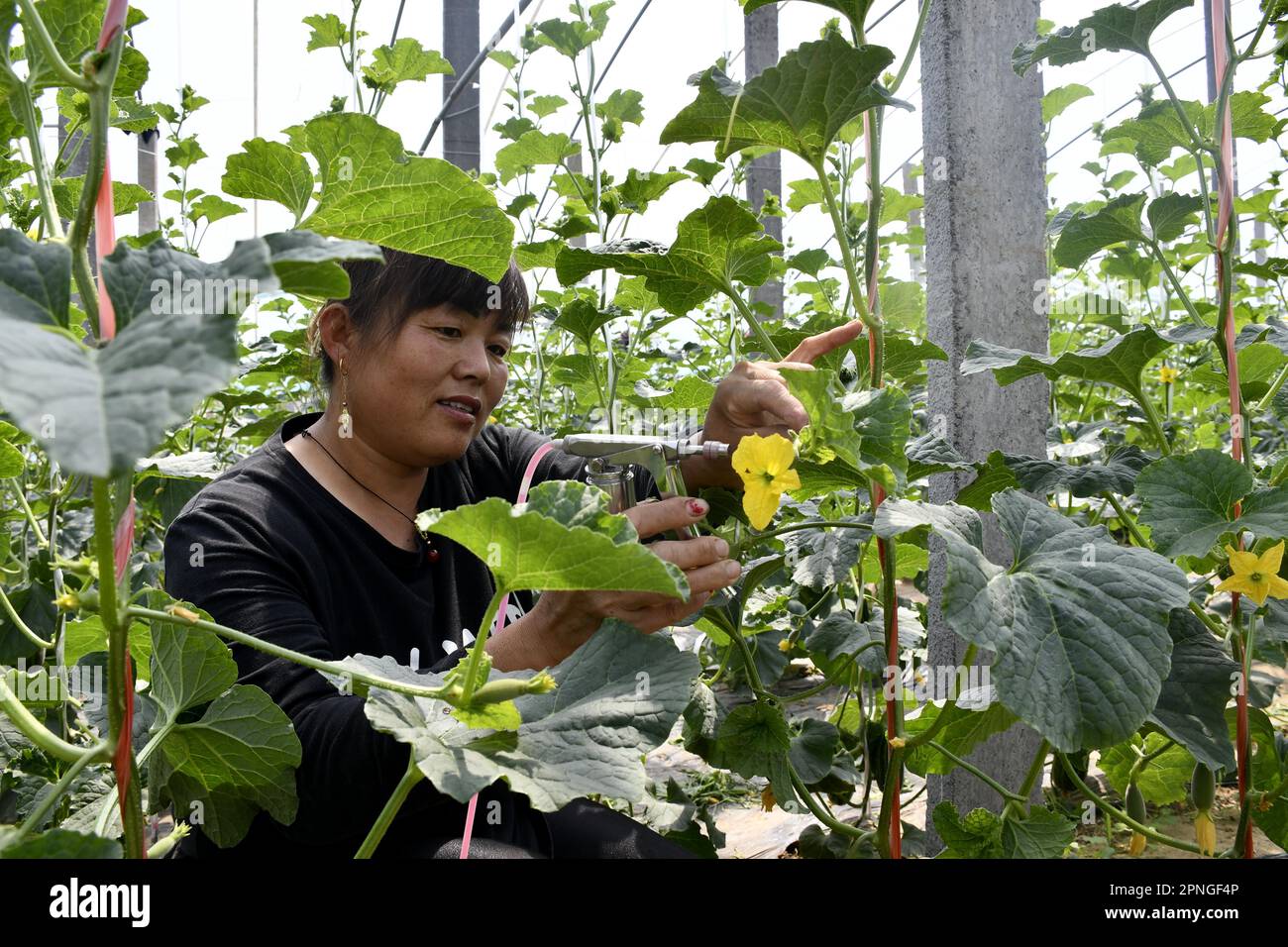 Wheat pollination hi-res stock photography and images - Alamy