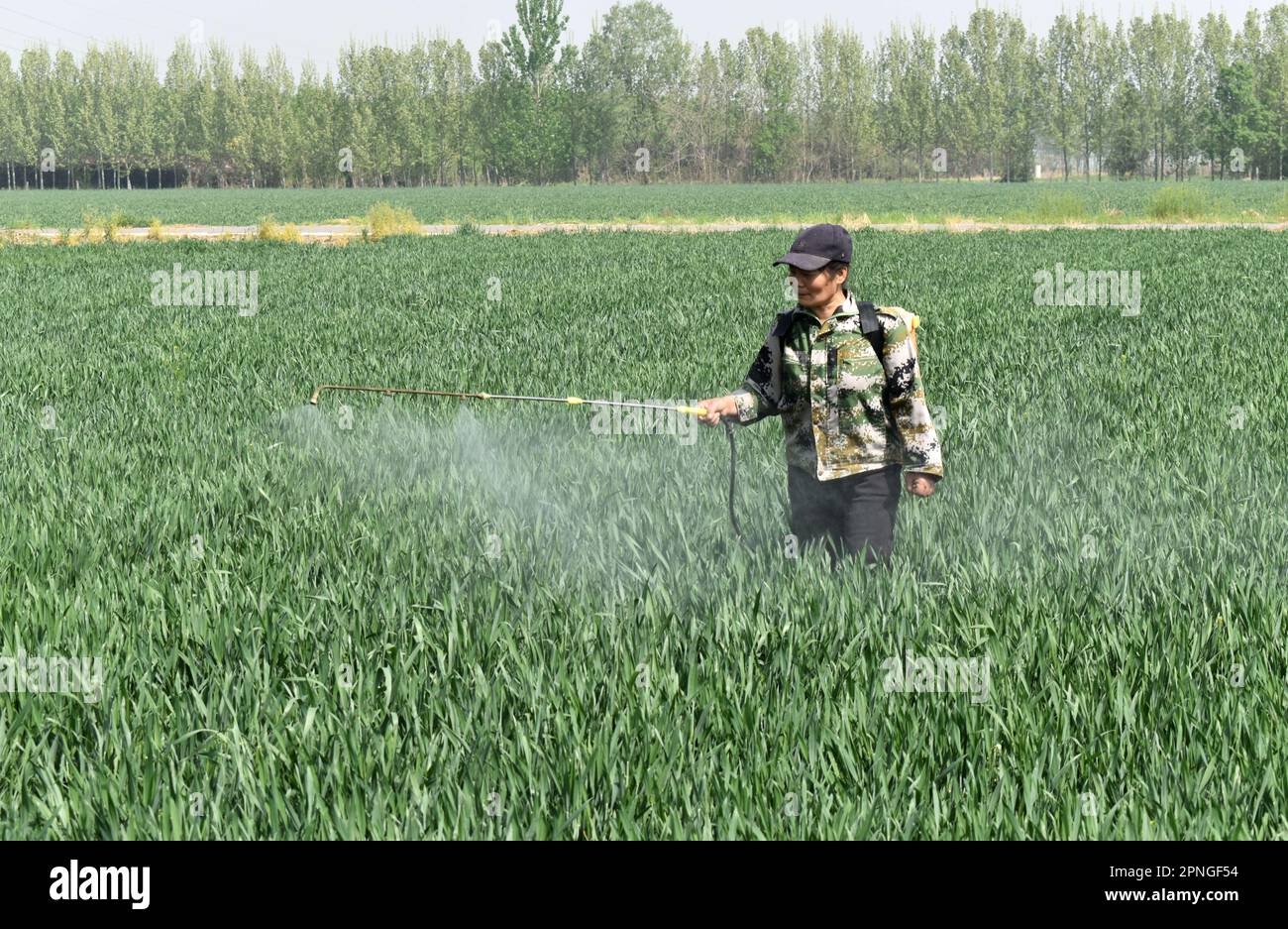 BINZHOU, CHINA - APRIL 19, 2023 - A farmer sprays foliar fertilizer on ...