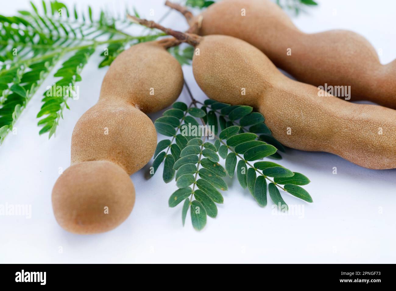 fresh Delicious ripe tamarinds, tamarind with brown pulp with green ...