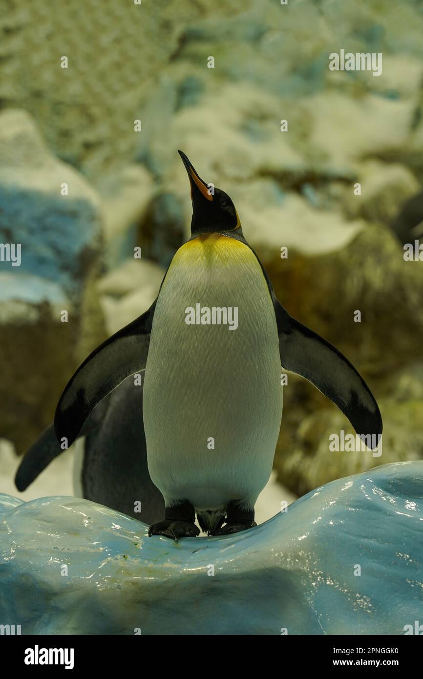 A proud king penguin stands with its wings spread to the sides Stock ...
