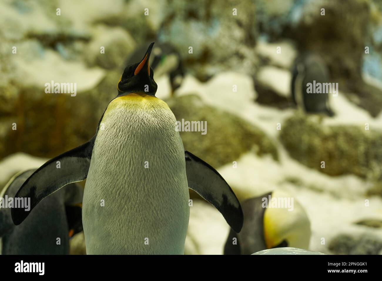 A proud king penguin stands with its wings spread to the sides Stock ...