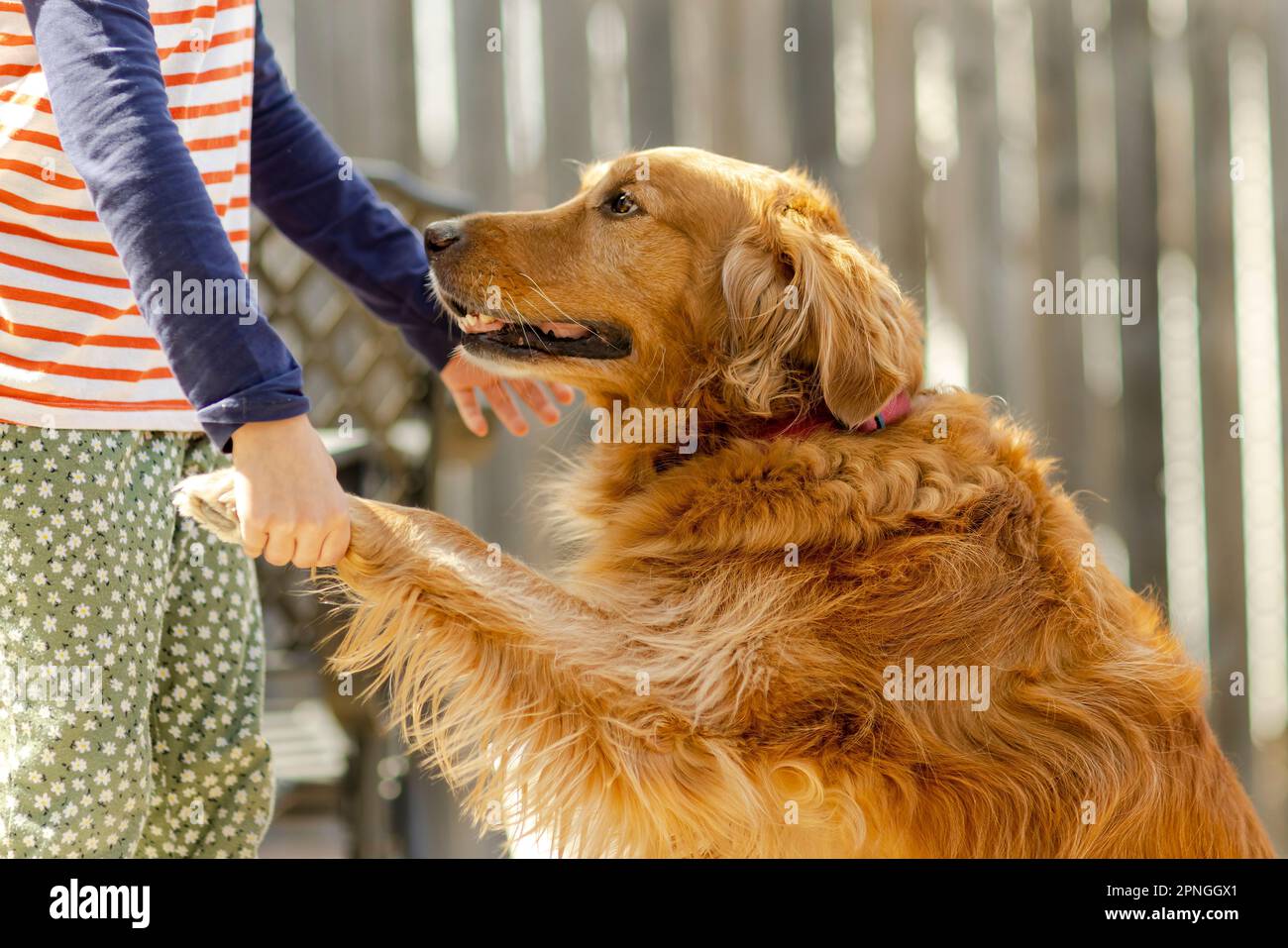 A happy golden retriever dog giving his paw while sitting down to his ...