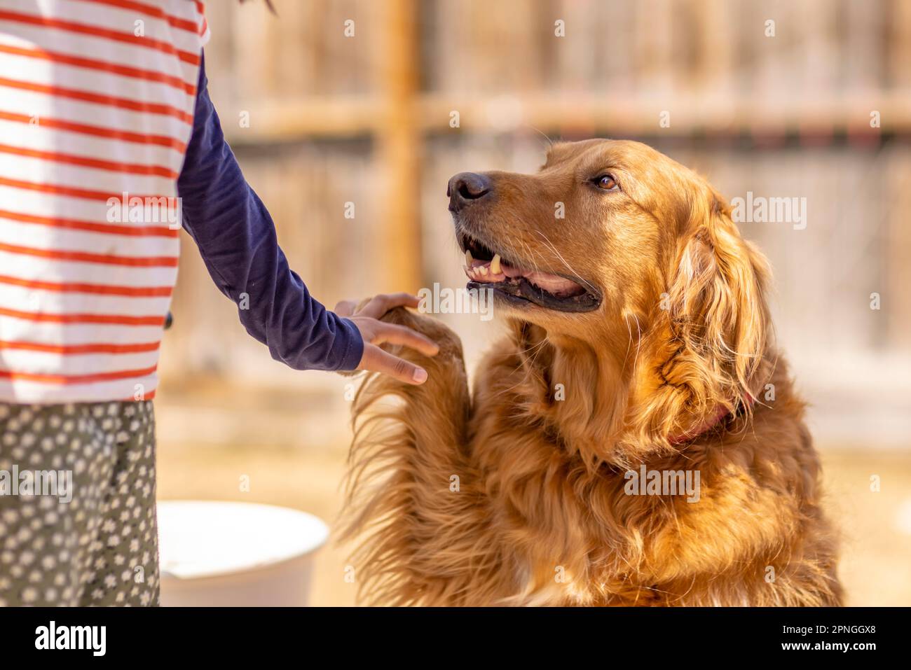 Dog giving the paw hi-res stock photography and images - Alamy