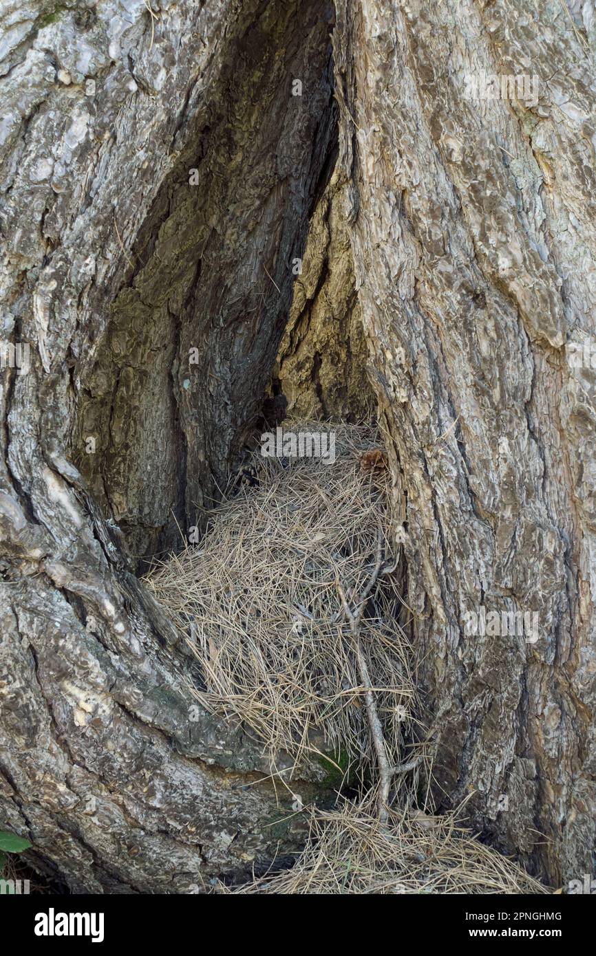 tree trunk hole with dried needles pine trees in Etna National Park in ...