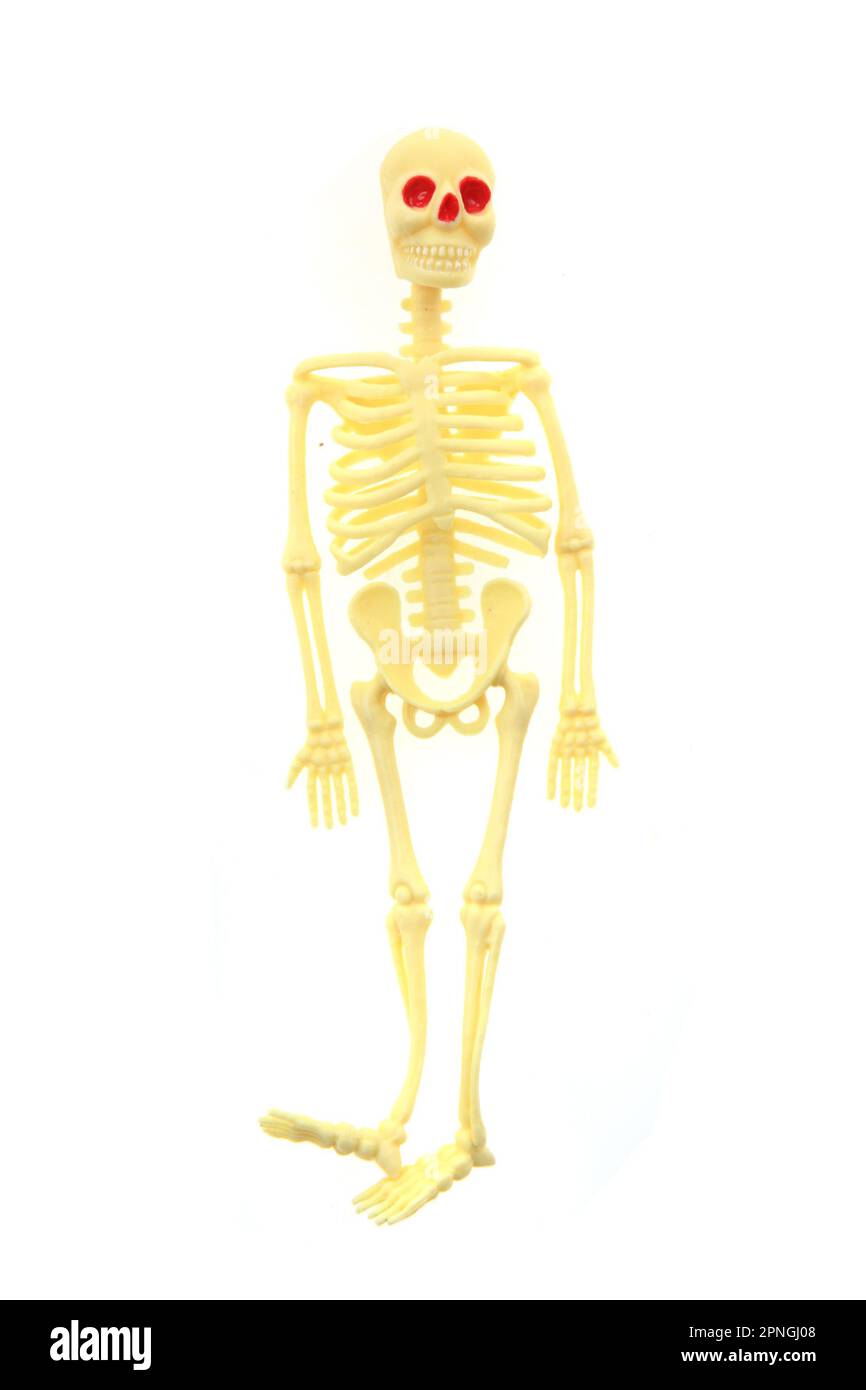 small human skeleton isolated on the white background Stock Photo - Alamy