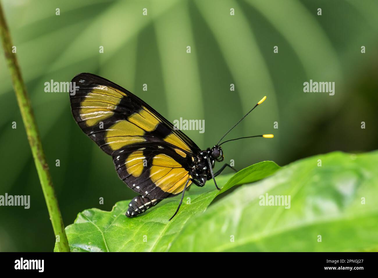 Brush-footed butterfly - Thyridia psidii, beautiful yellow butterfly ...
