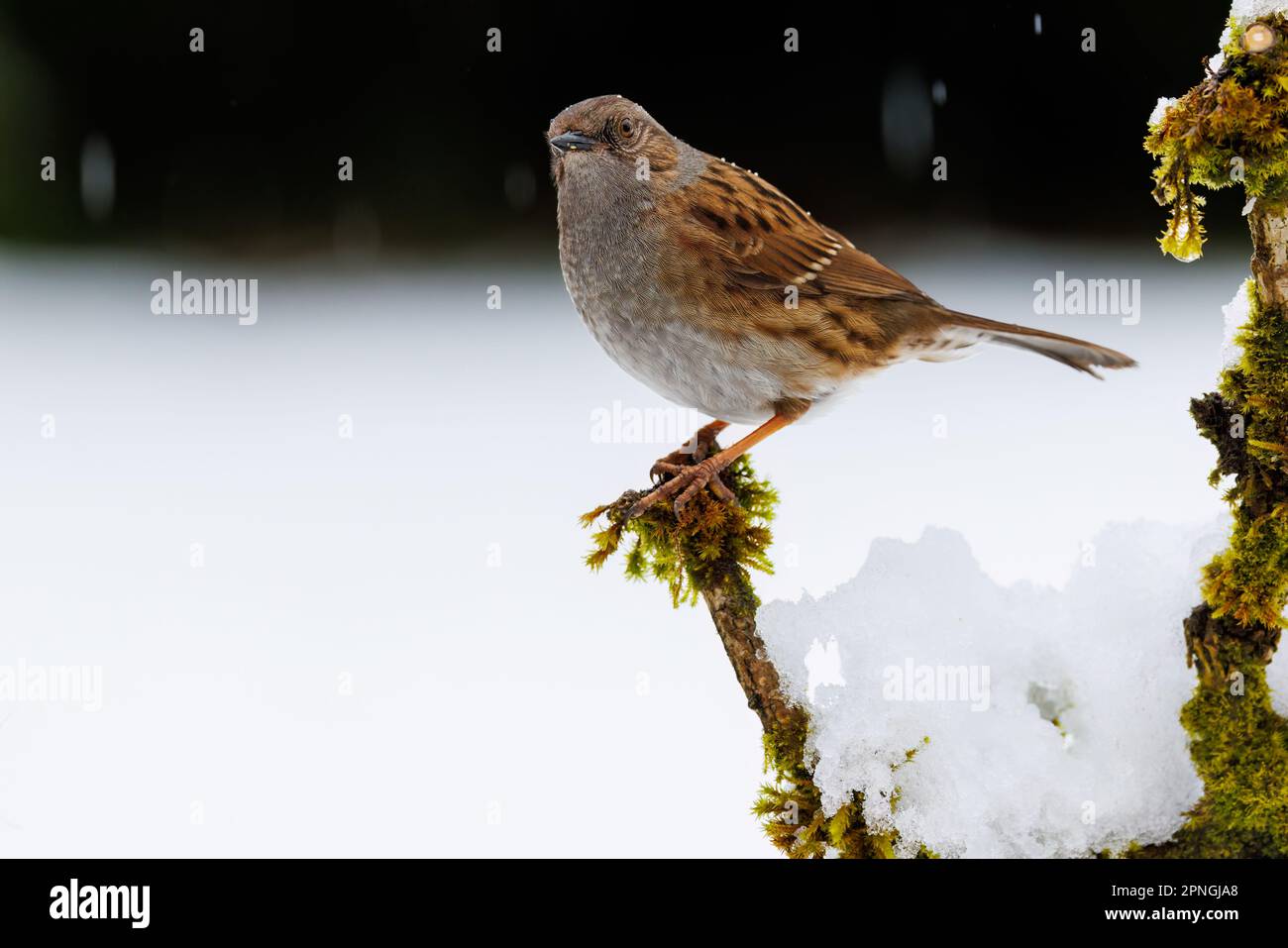 Prunelle modularis hi-res stock photography and images - Alamy