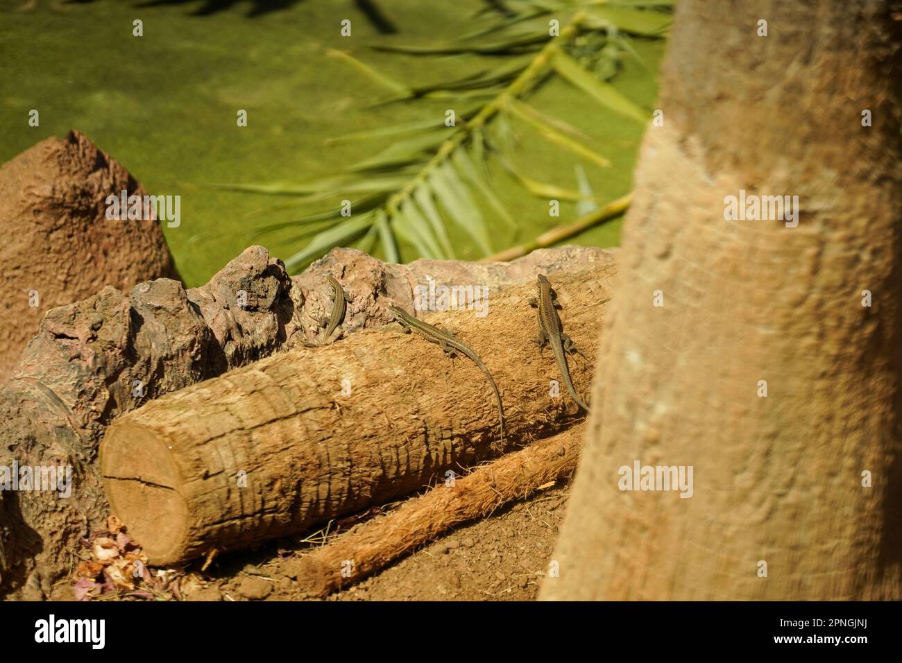 Ocellated lizard on rock hi-res stock photography and images - Alamy