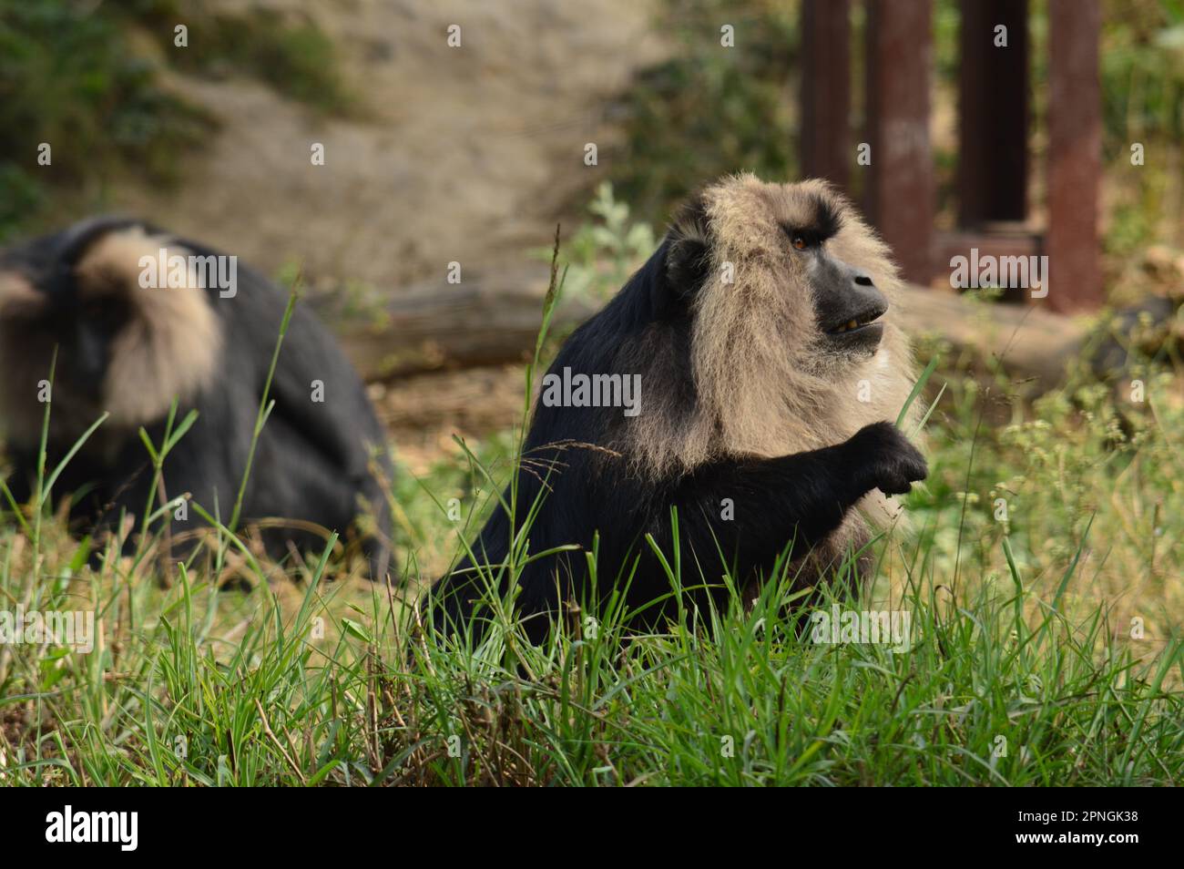 Lion-tailed macaque, also known as the wanderoo, is an Old World monkey ...