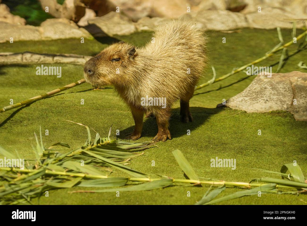 The capybara in the forest eat green branches. Wildlife scene from ...