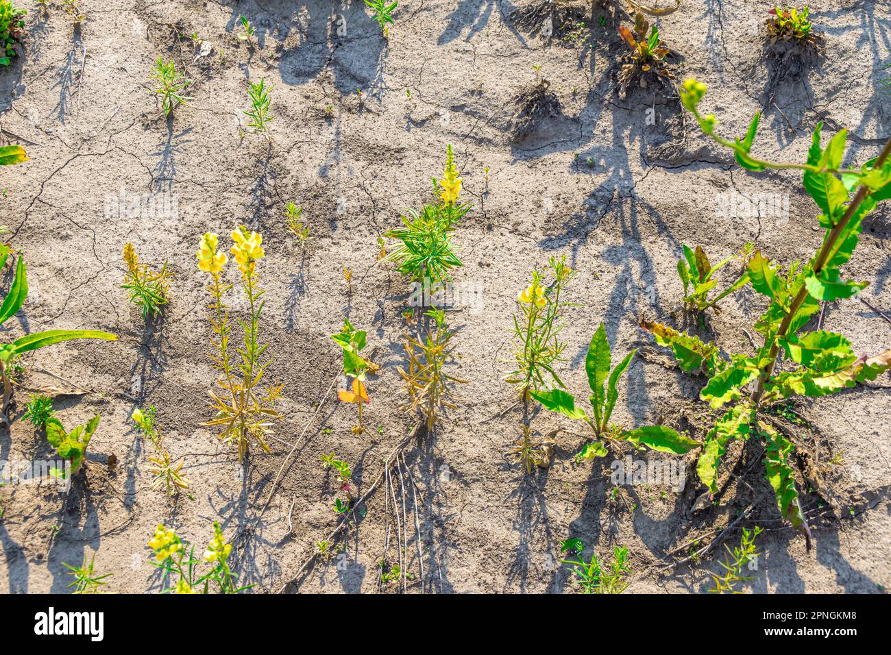 Poor plant care hi-res stock photography and images - Alamy