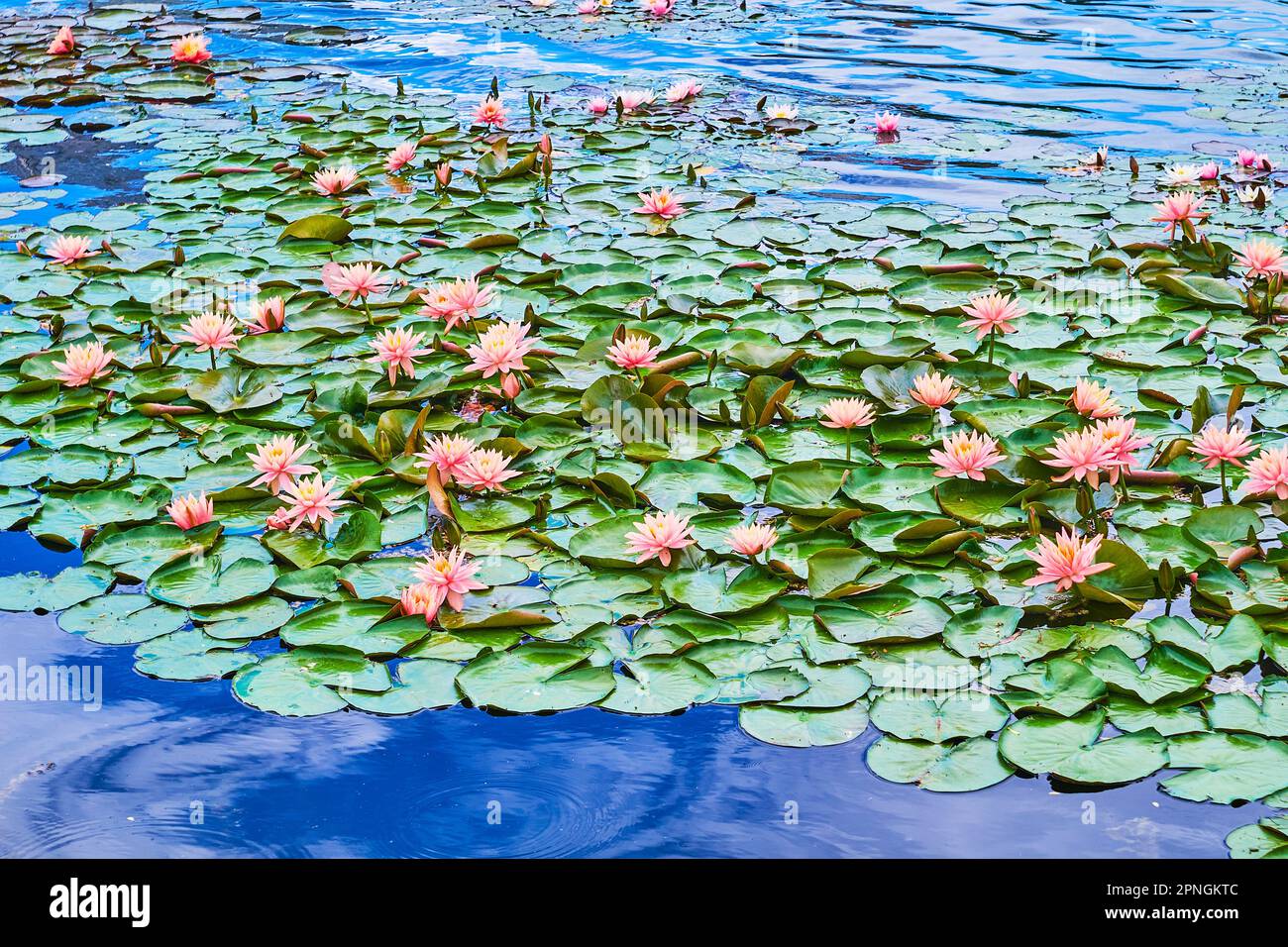 The lush green leaves and tender pink flowers of Nymphaea Colorado ...