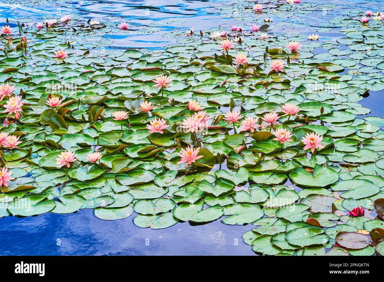 The rippled surface of the lake, covered with beautiful flowering ...