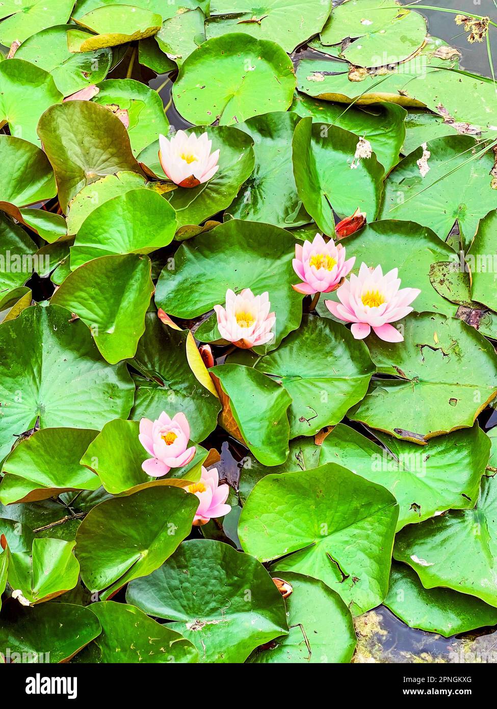 The beautiful big flowers of Nymphaea Colorado (waterlily), blooming on ...