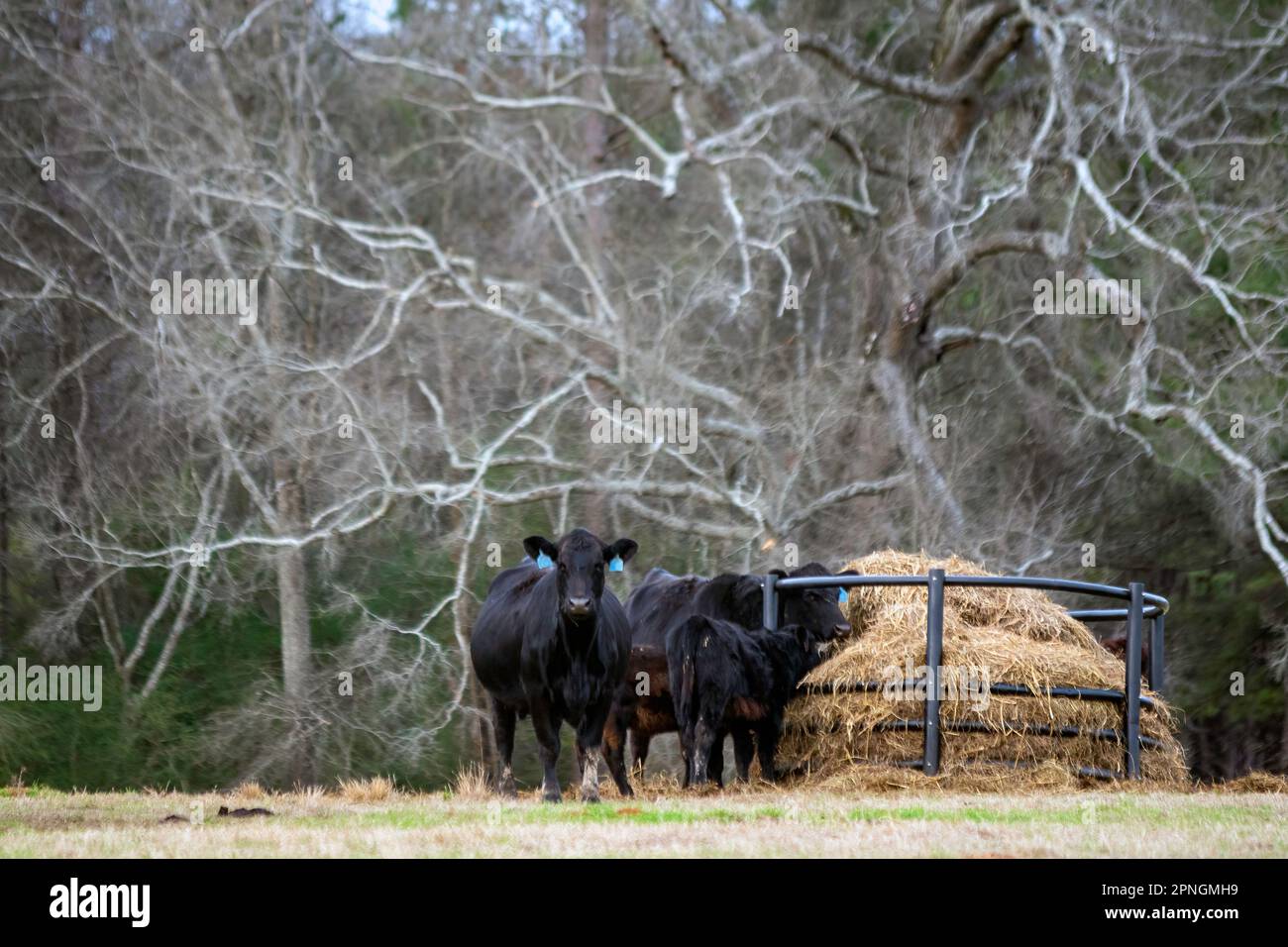 Angus cattle at a round bale feeder in a dormant Alabama pasture in ...