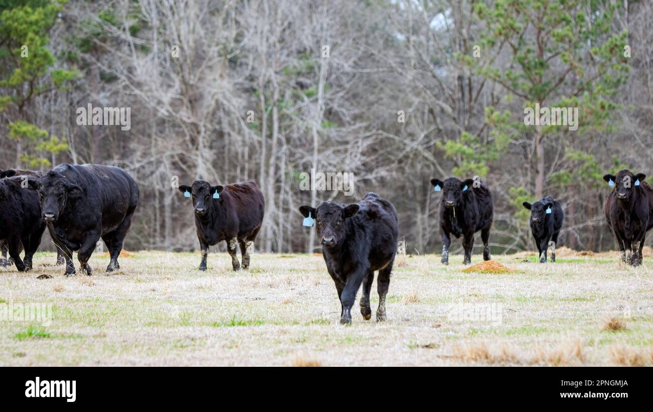 Panorama of a herd of black Angus cattle in January in Alabama walking ...