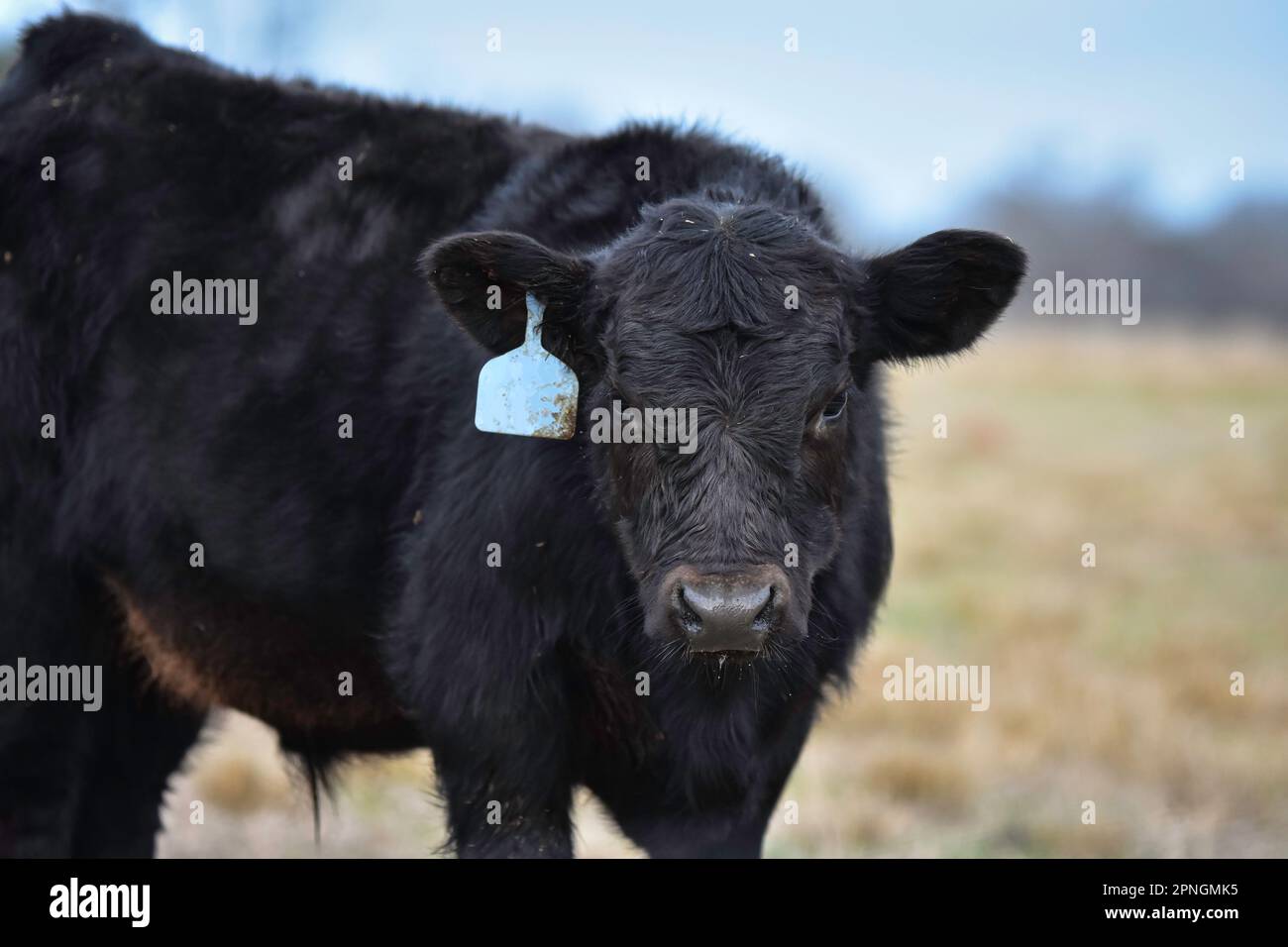 Angus bullock hi-res stock photography and images - Alamy