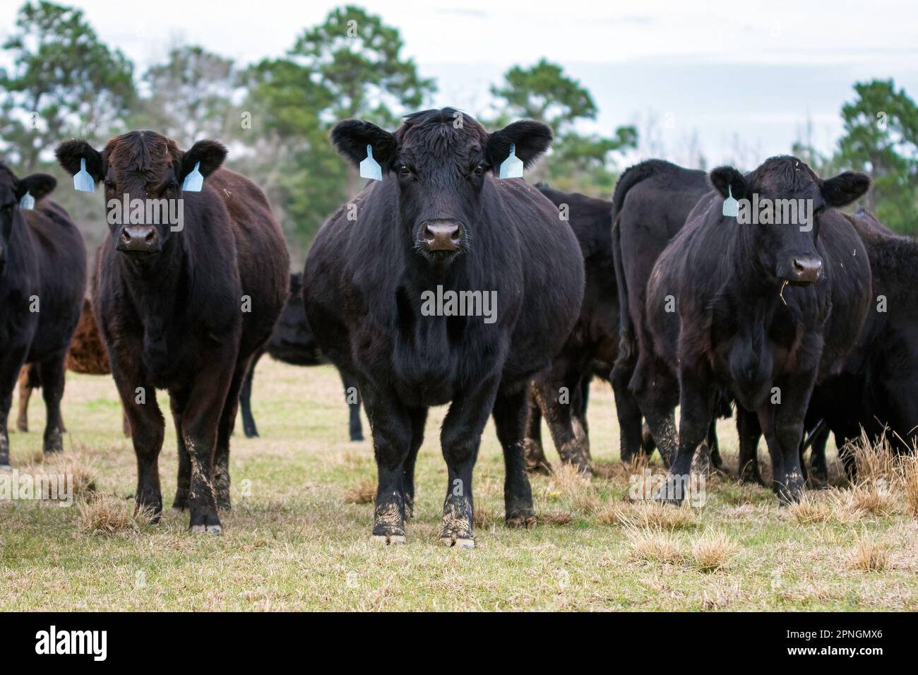 Heavily pregnant Angus brood cow in center frame surrounded by other ...
