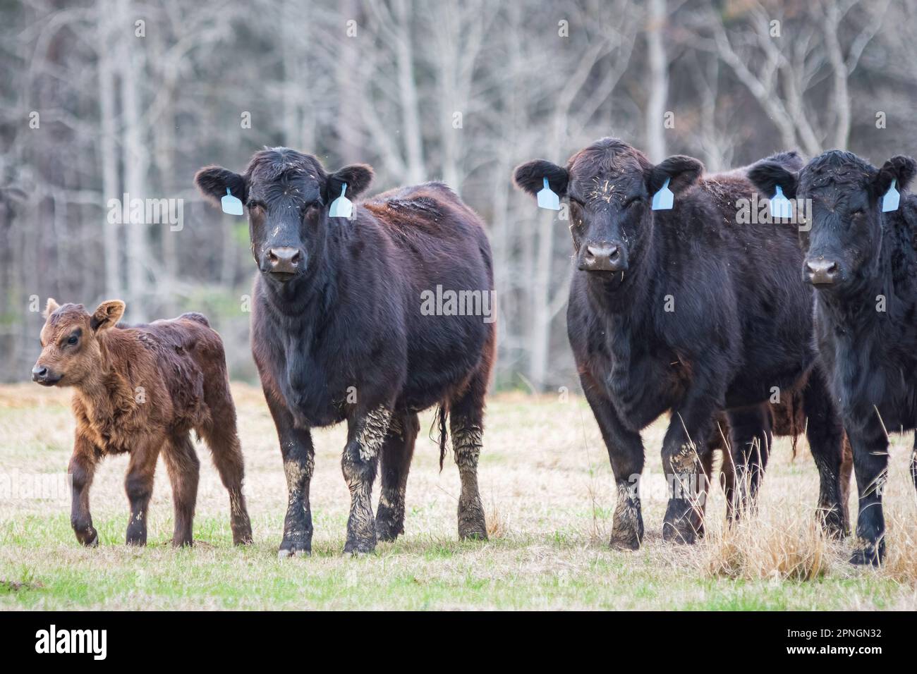 Three Angus cows and a calf close up against a winter background in ...