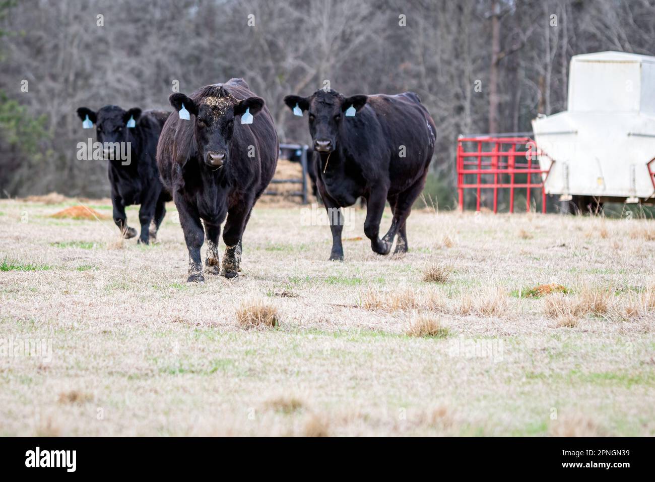 Three Angus beef cows walk toward the camera with a creep feeder in the ...