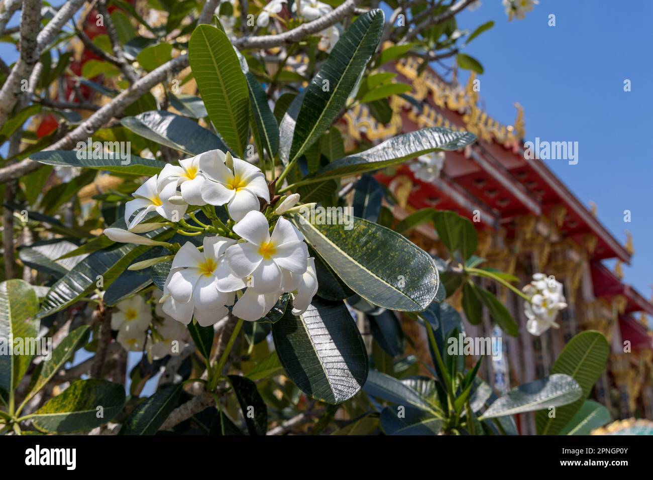 Temple flower hi-res stock photography and images - Alamy