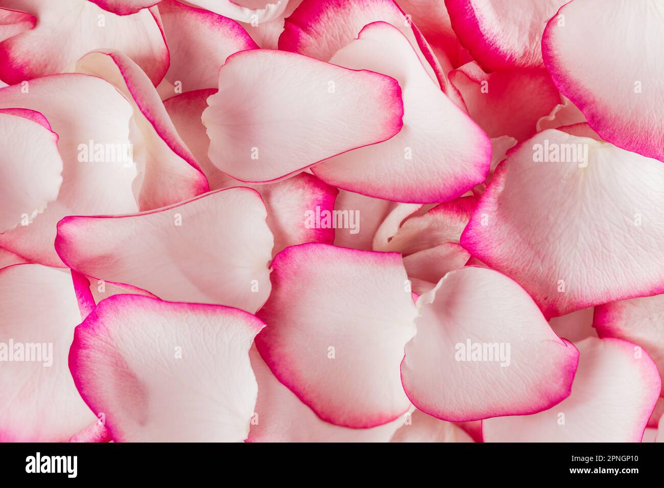 Pink rose petals background. Rose petals wallpaper for design Stock ...