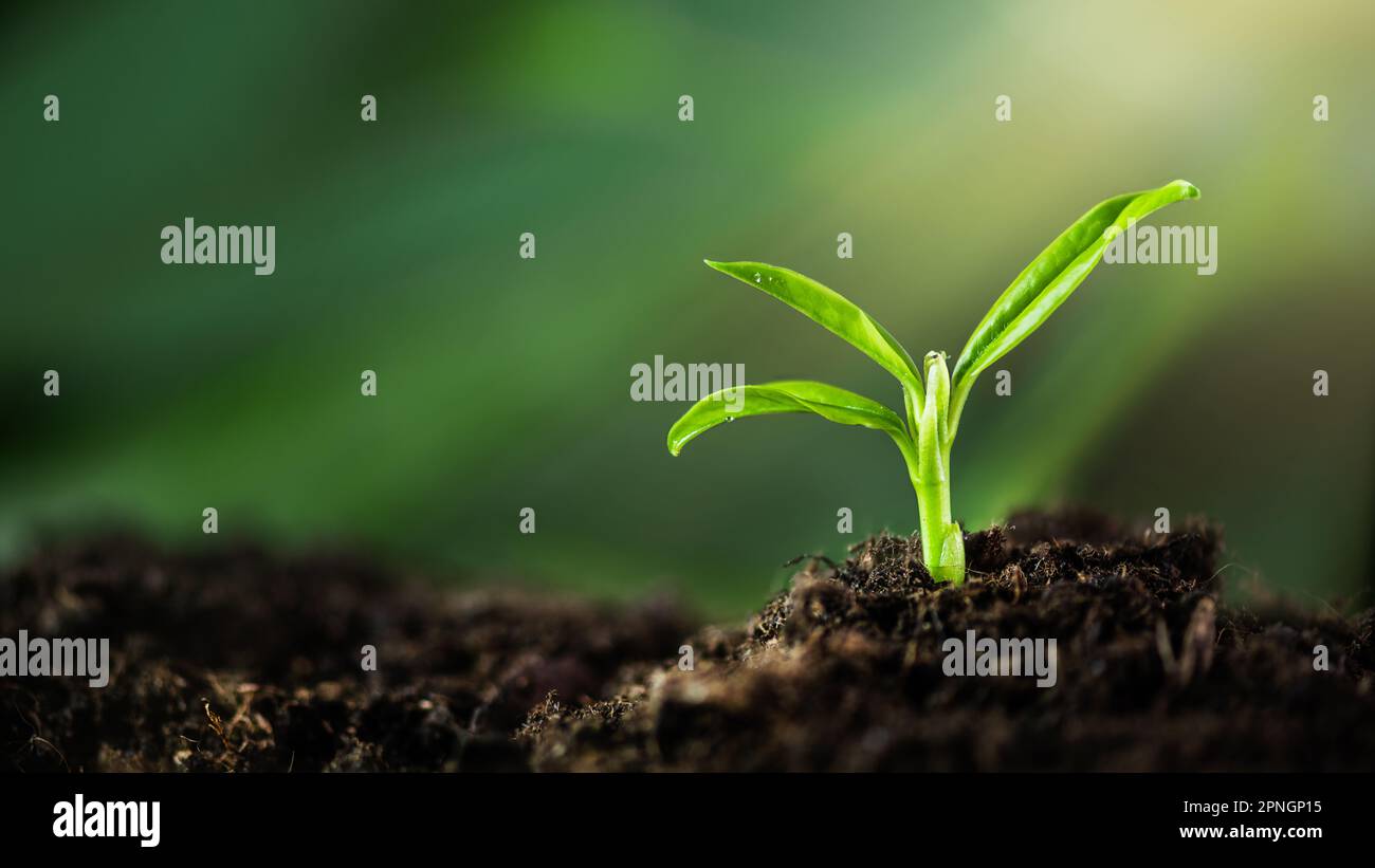 Young plant growing in a ground with sunlight. Environmental ...