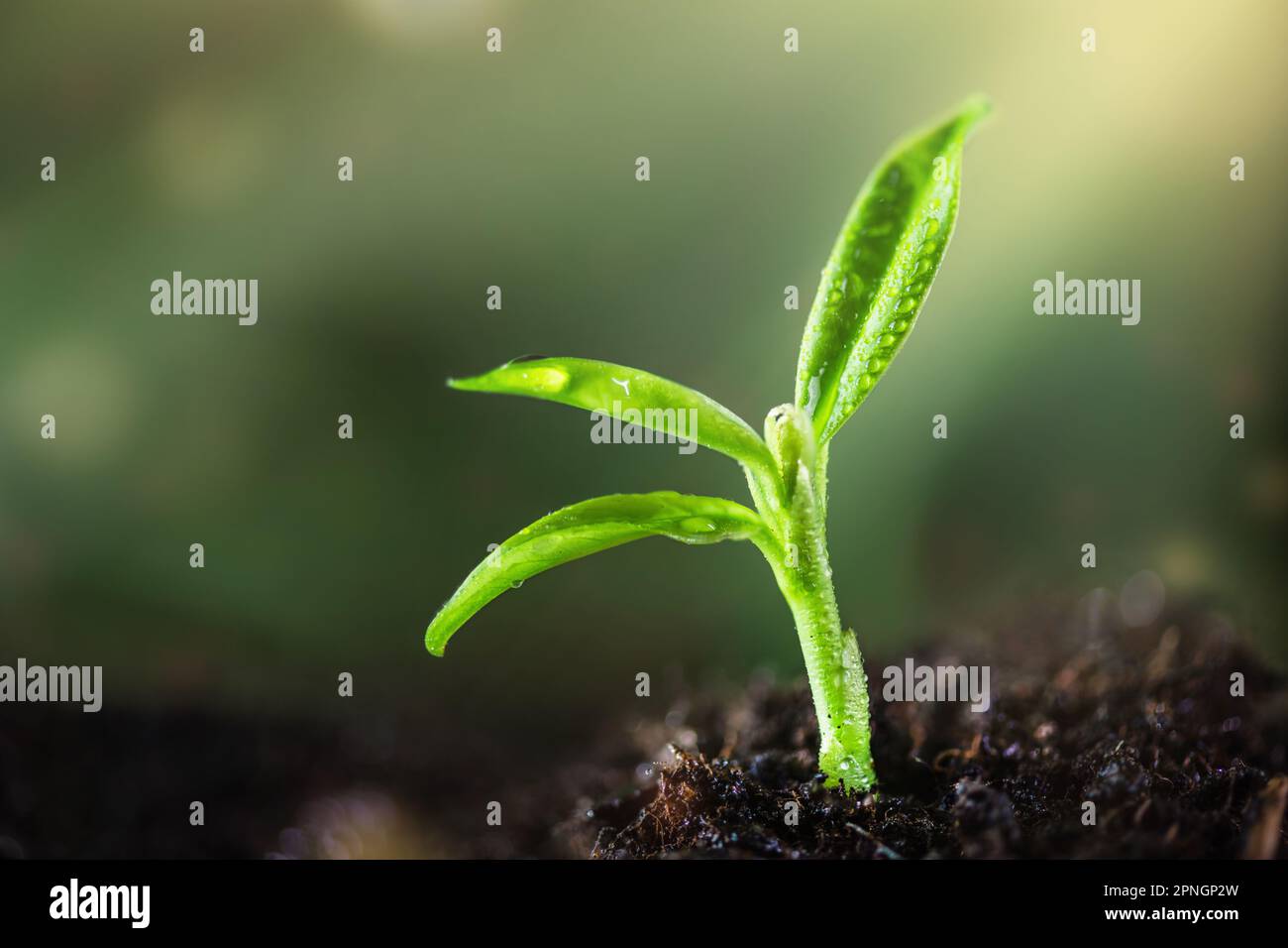 Young plant growing in a ground with sunlight. Environmental ...