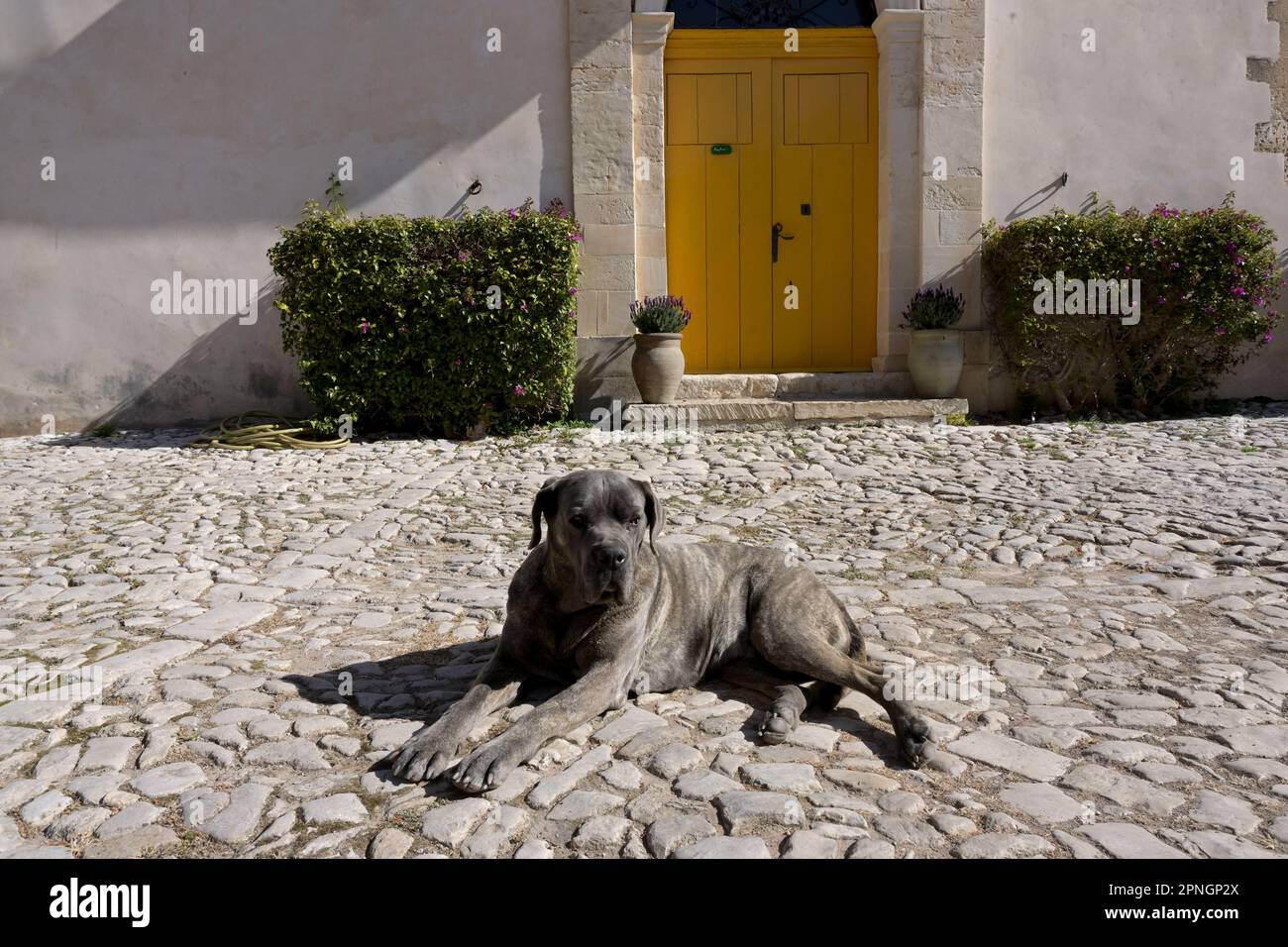 Grey dog in front hi-res stock photography and images - Alamy
