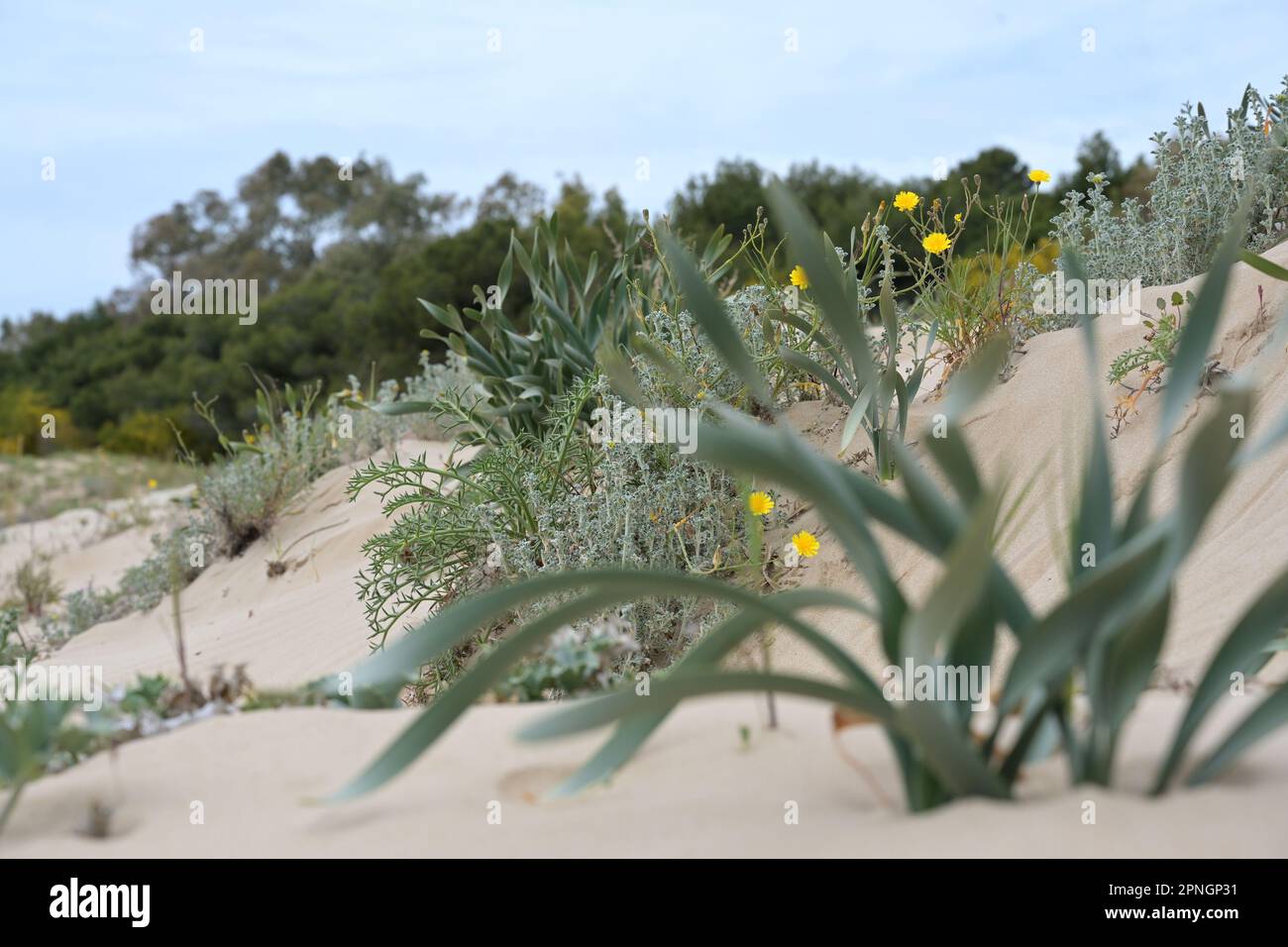 Plants in sand hi-res stock photography and images - Alamy
