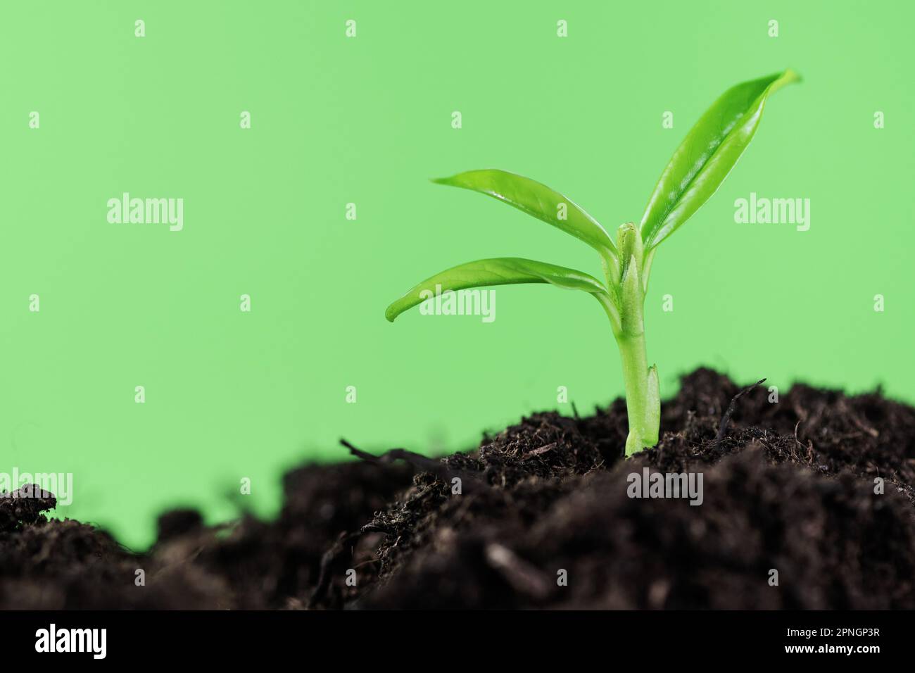 Young plant growing in a ground with sunlight. Environmental ...