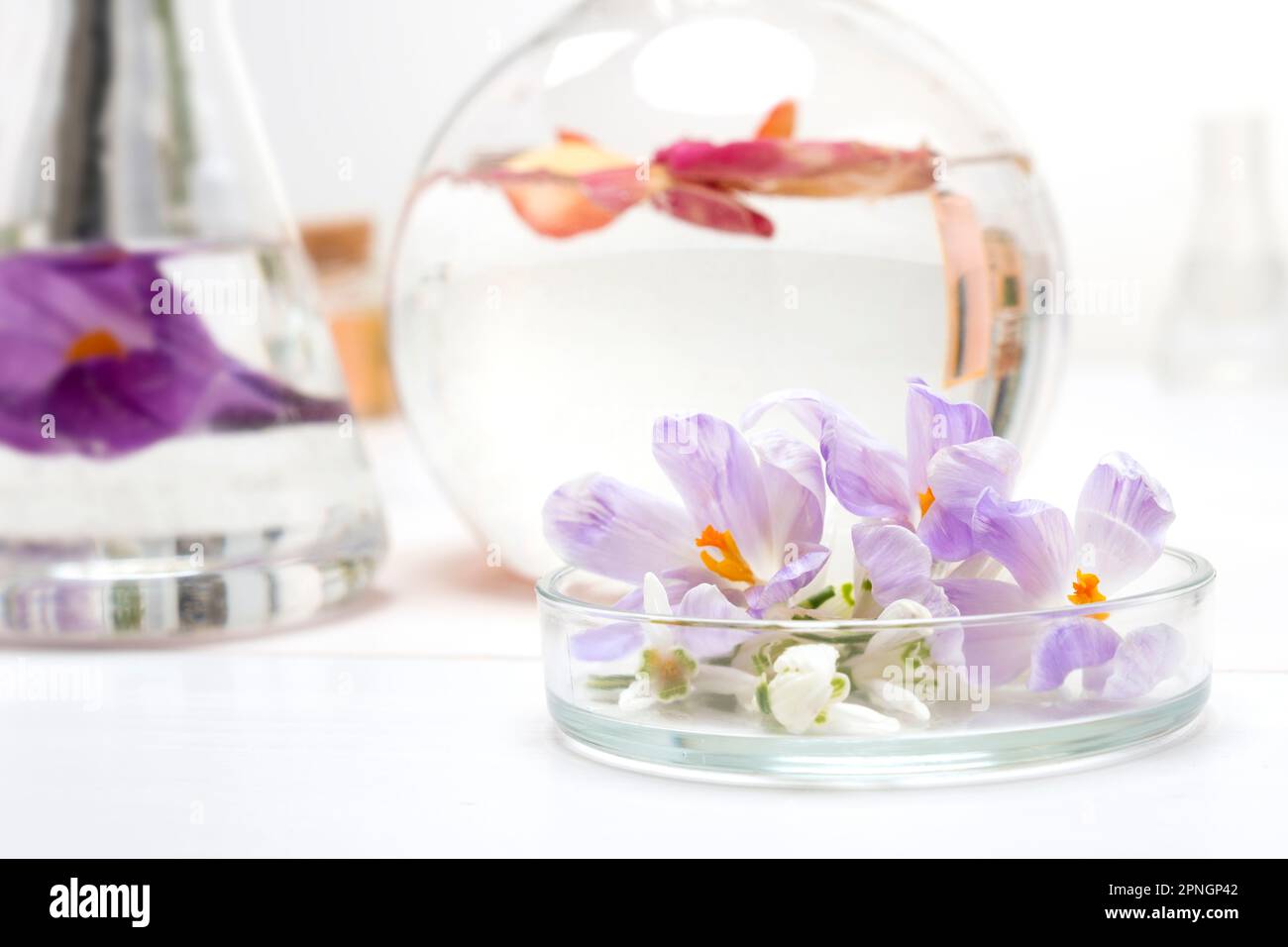 Preparation of perfumes from natural ingredients, aromatherapy. Fresh ...