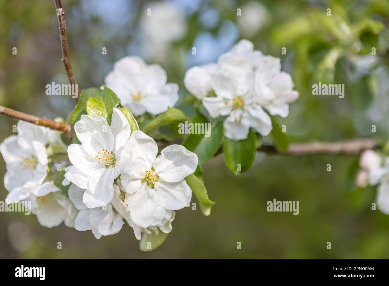 White flowering apple trees in the rays of the sun. Spring season ...